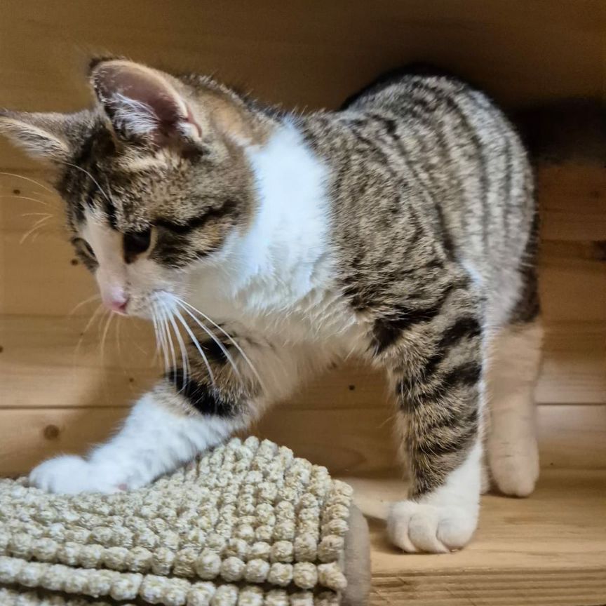 Котик 6 мес