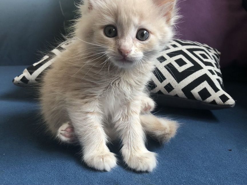 Отдам котенка