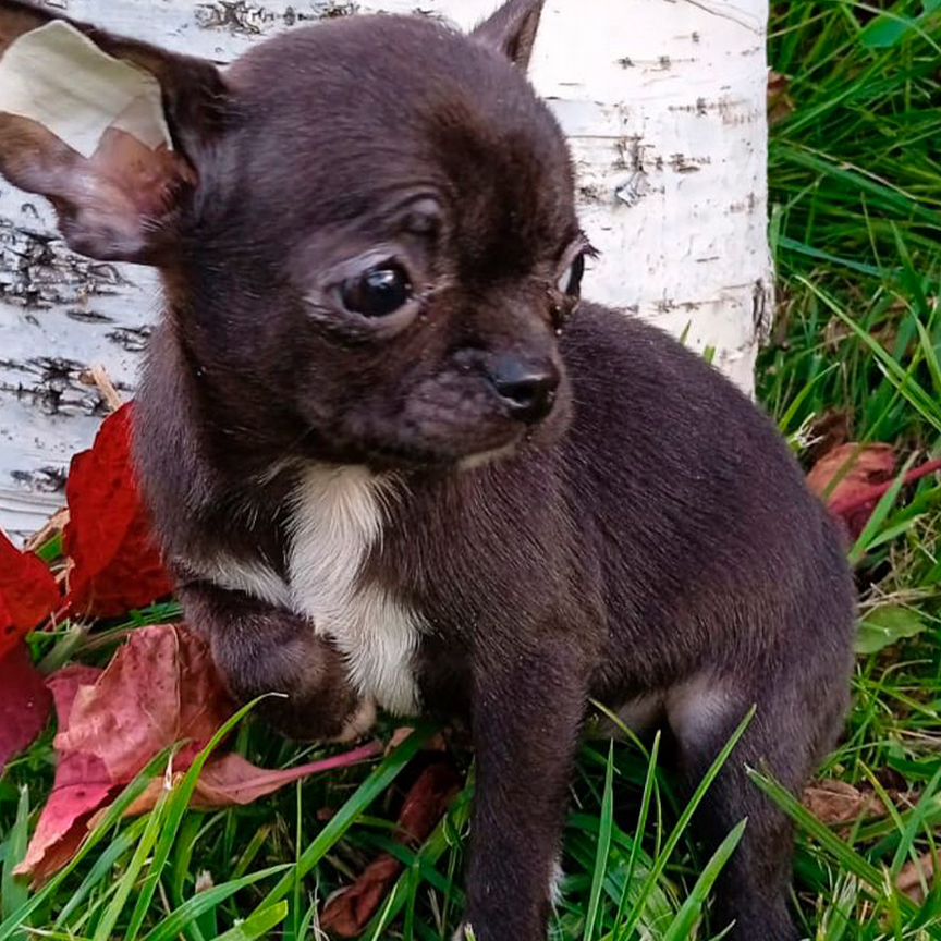 Чихуахуа щенок девочка