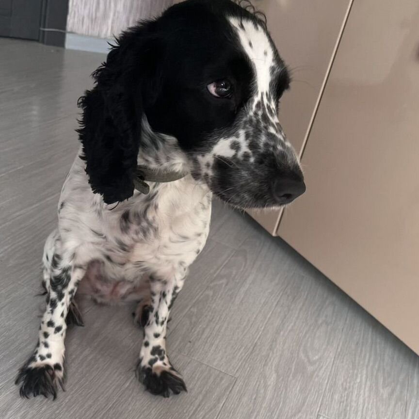 Русский охотничий спаниель, взрослая собака