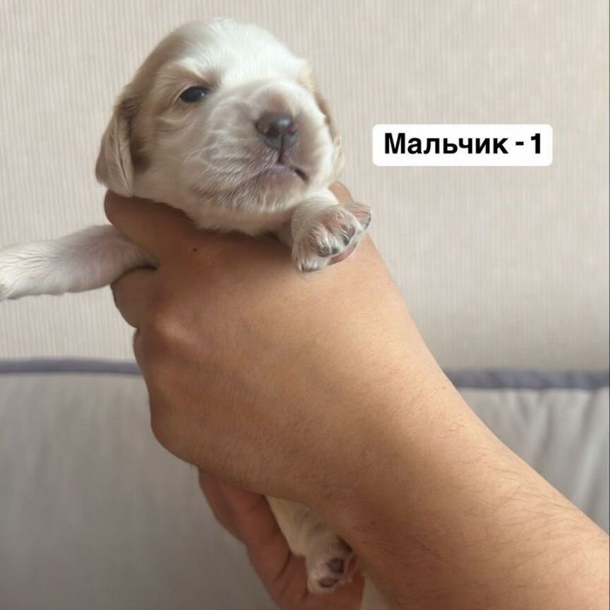 Английский кокер спаниель
