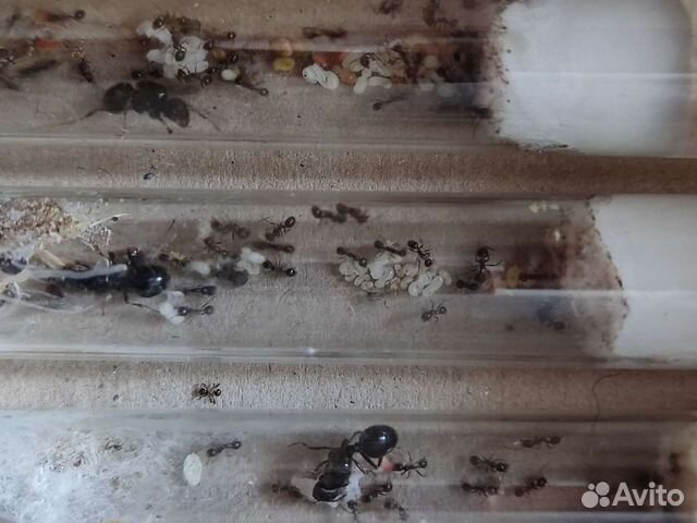 Муравьи для муравьиной фермы