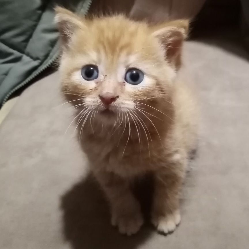 Котёнок в добрые руки