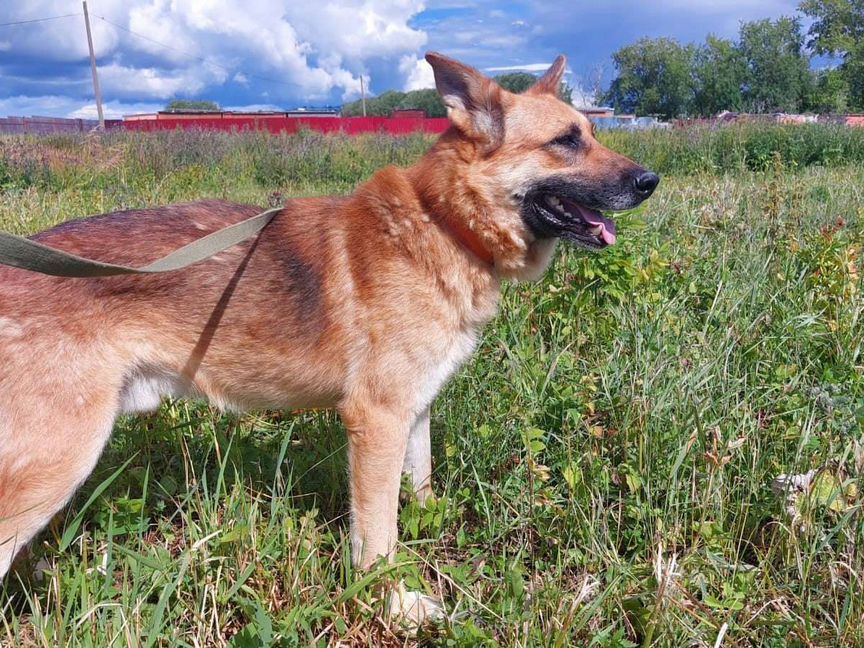 Собака кобель в хорошие руки