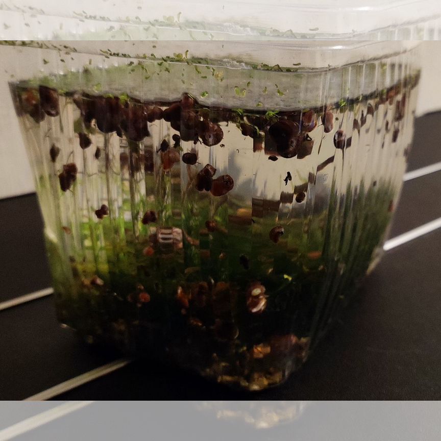 Улитки катушки и физы аквариумные