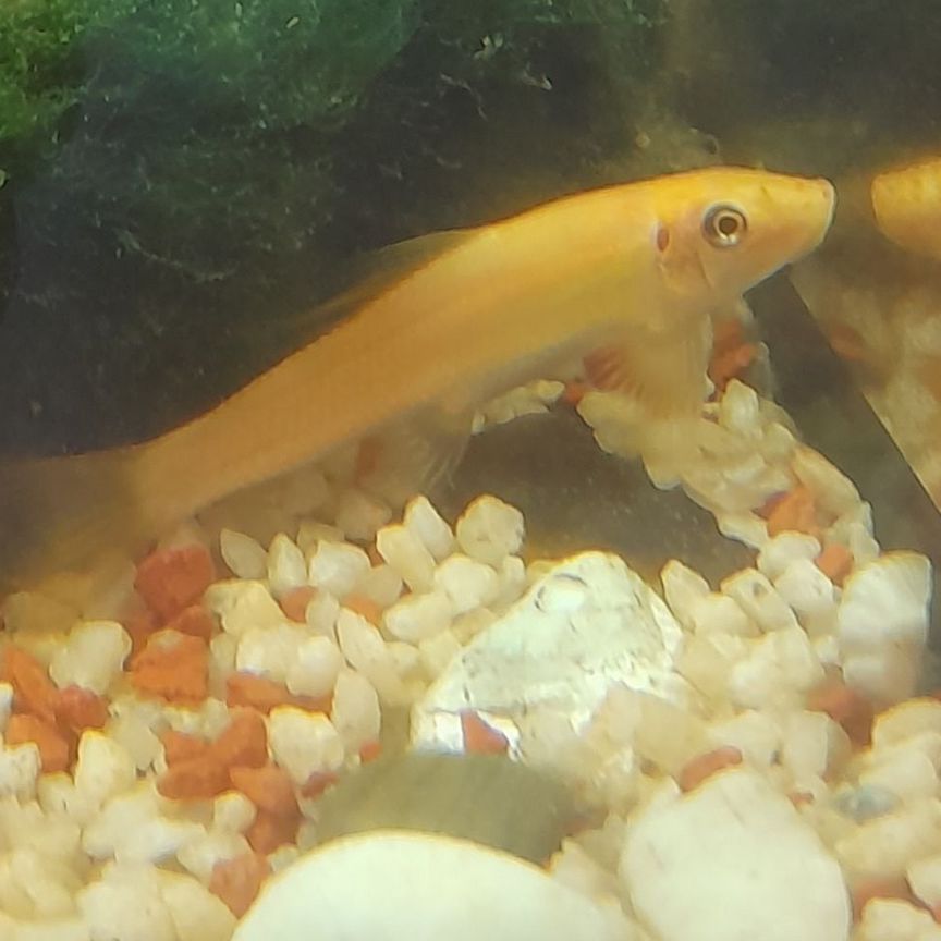 Аквариумная рыбка Гиринохейлус Золотой (лисичка)