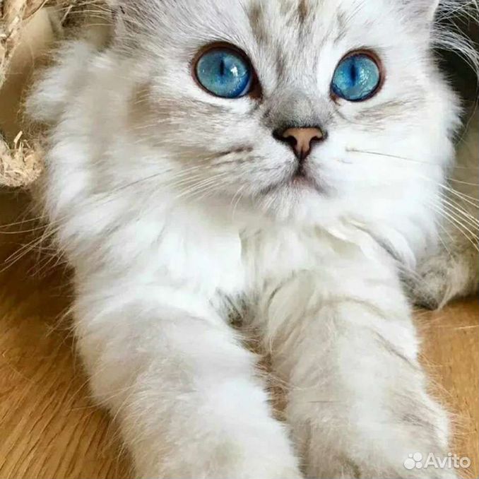 Спасем кошек от смерти