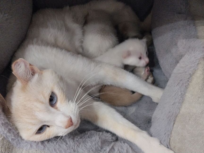 Котята