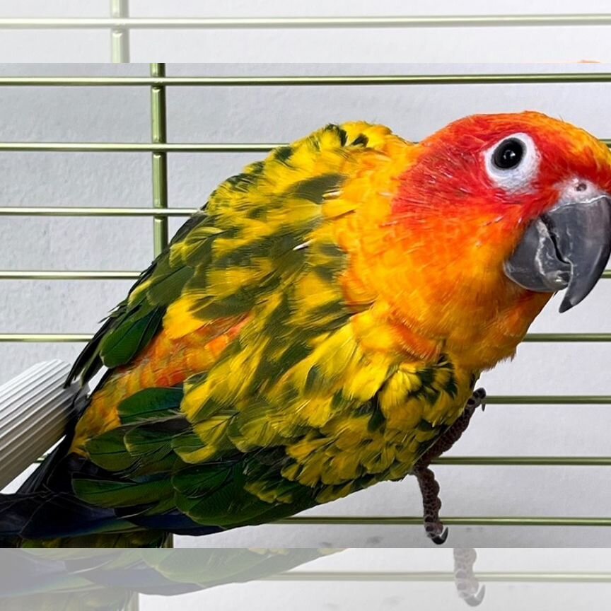 Попугай оптом и в розницу