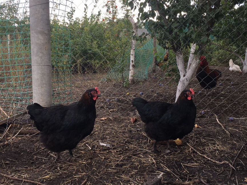 Курочки молодки маран и лакеданзи