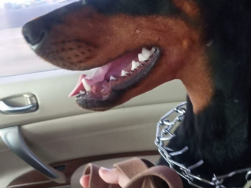 Продам добермана