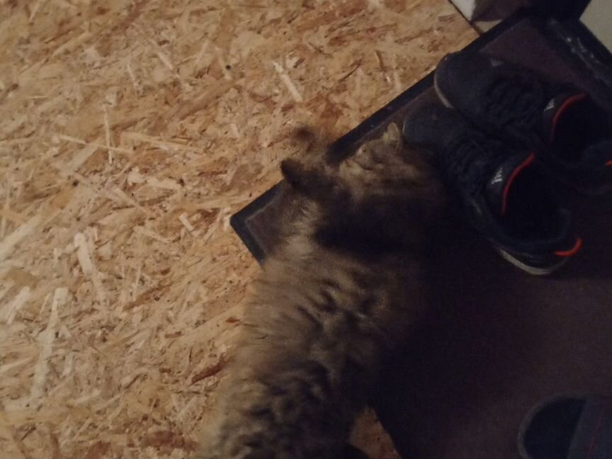 Кот в добрые руки