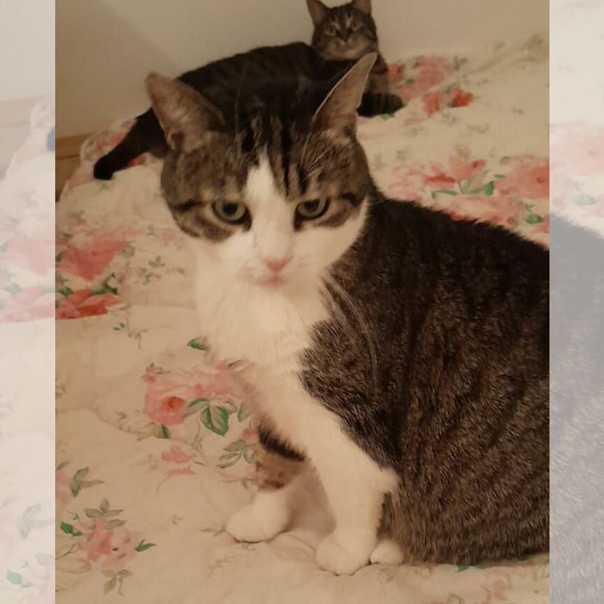 Кошечка Люся