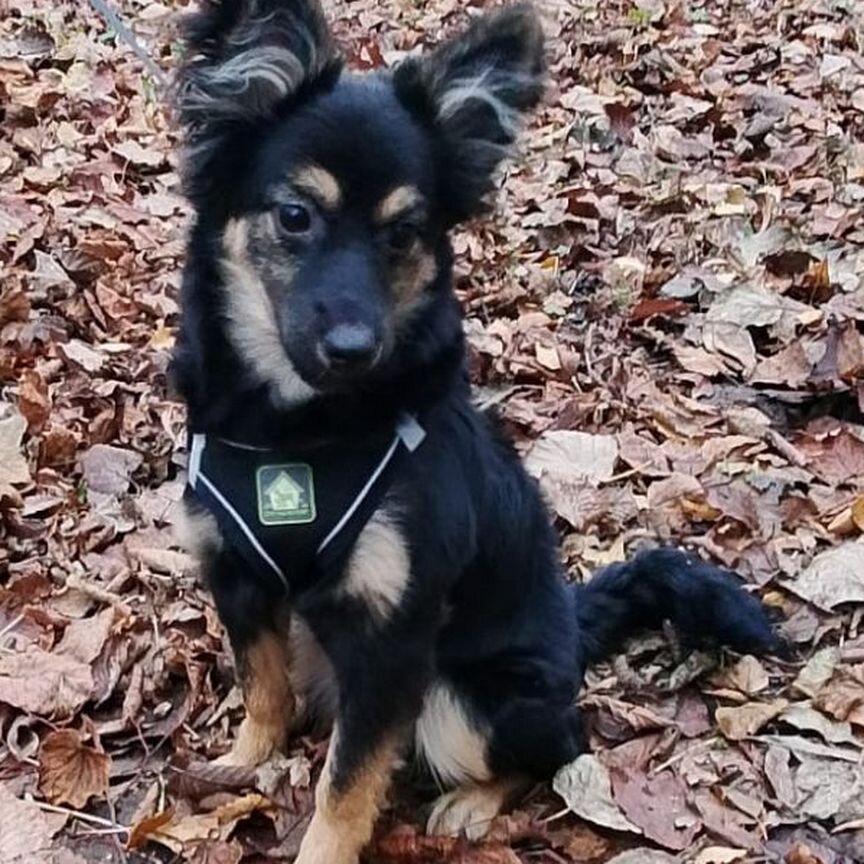 Щенок в добрые руки