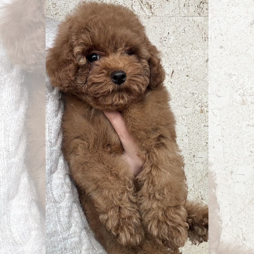 Той-пудель, щенок