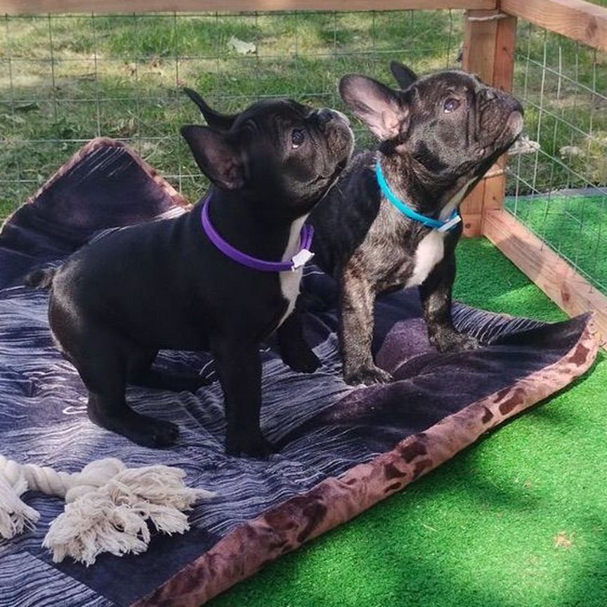 Щенки французского бульдога