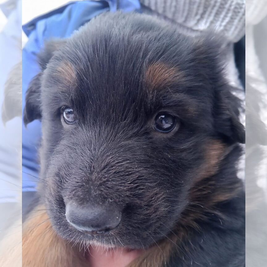 Щенки немецкой овчарки