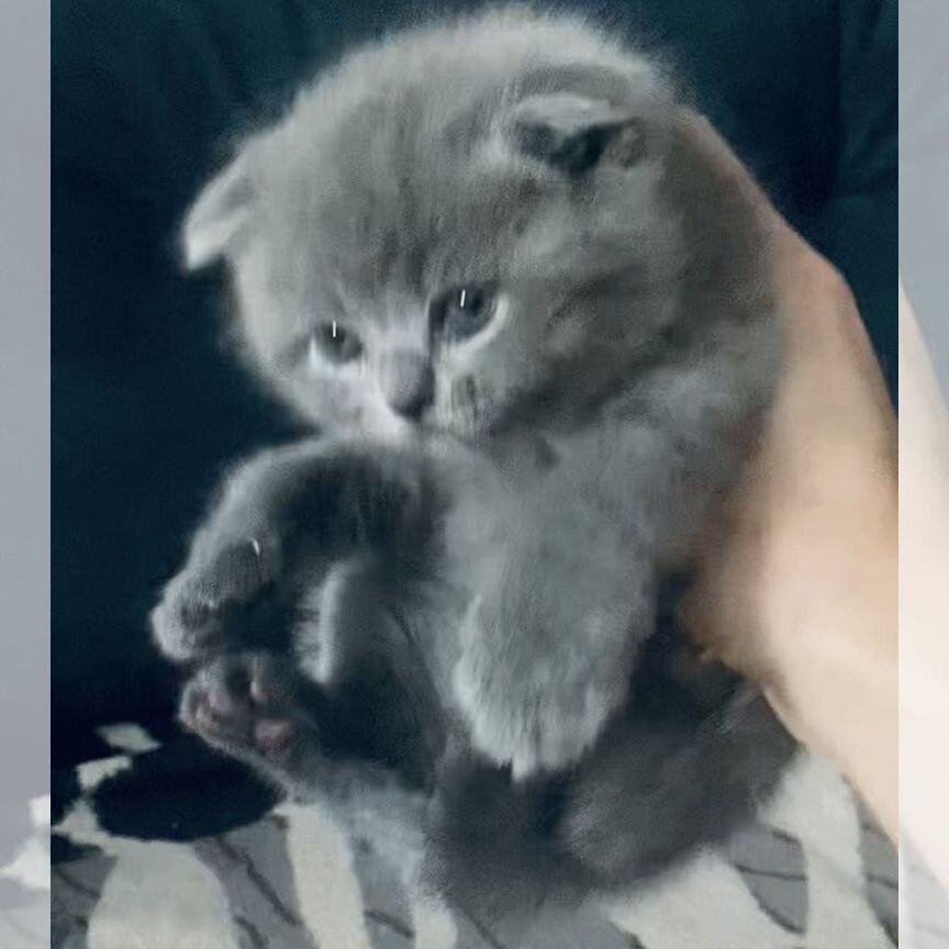 Шотландская плюшевые котята