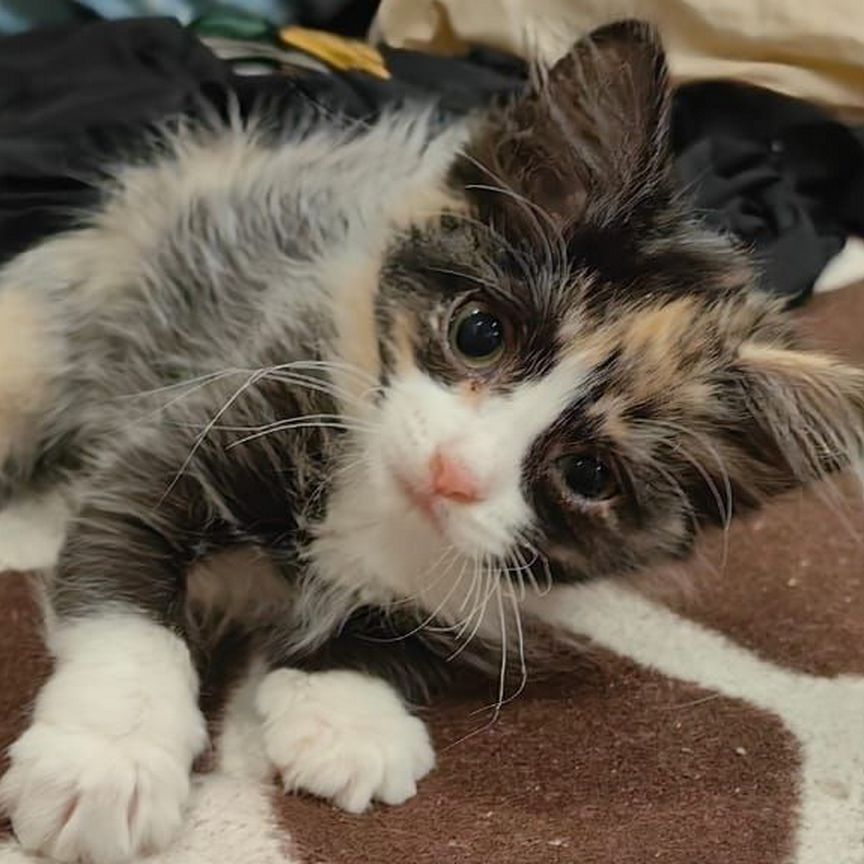 Котёнок от частного владельца