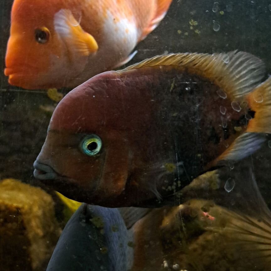 Цихлазома винная