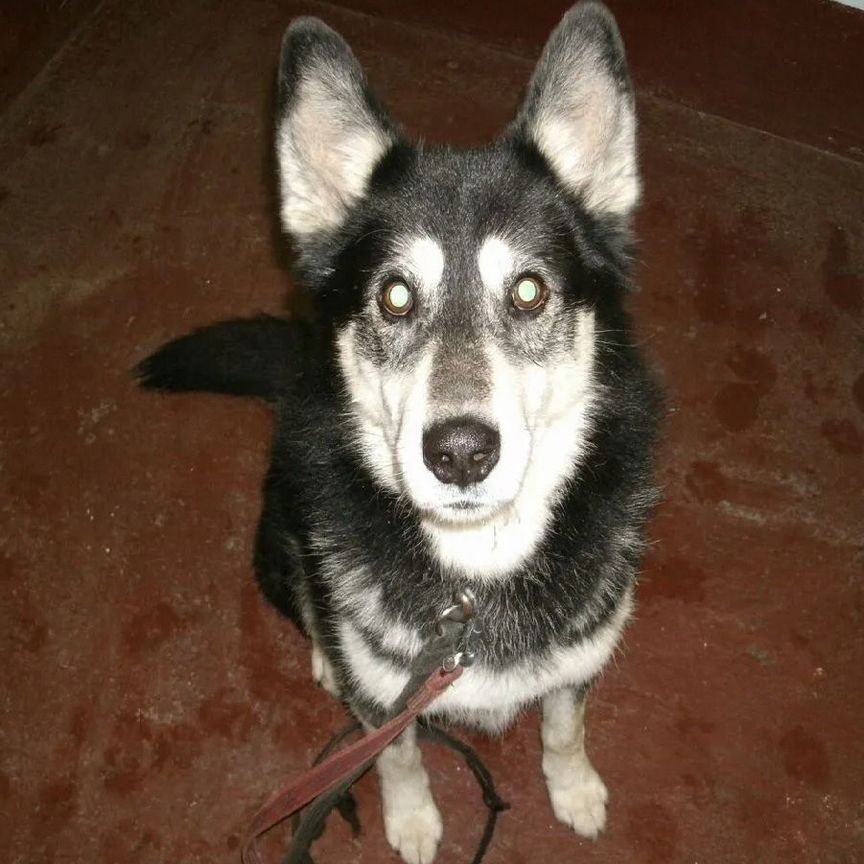 Сибирский хаски, взрослый пёс