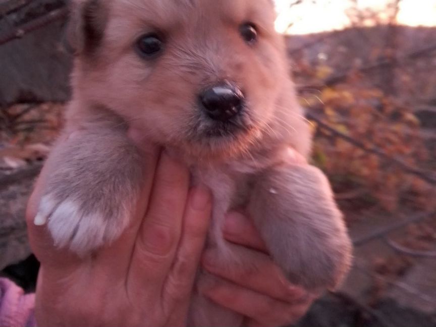 Щенки в добрые руки