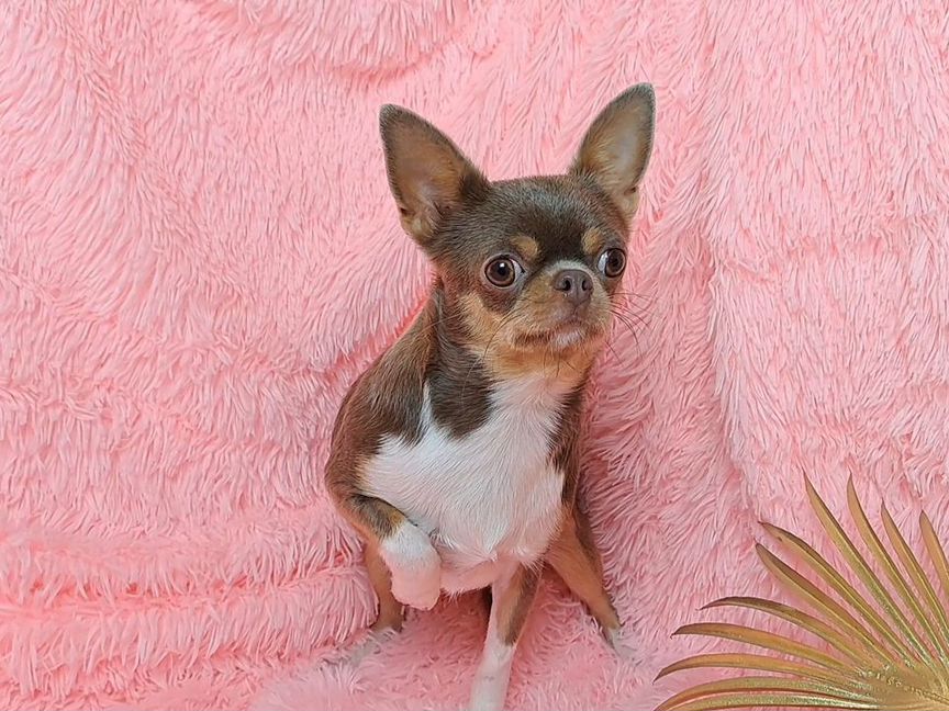 Лиловая красотка девочка чихуахуа