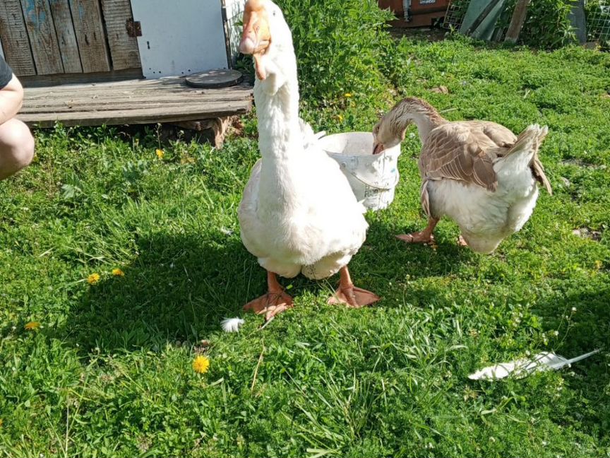 Гуси холмогоры