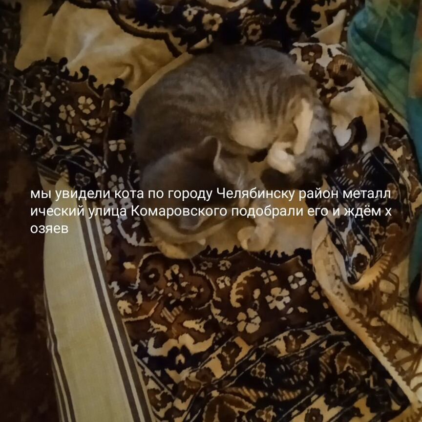 Кот ищет хороших хозяев цвет серый умный