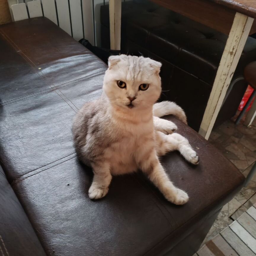 Шотландская вислоухая