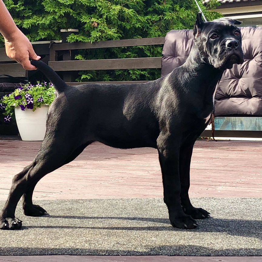 Шикарные щенки кане корсо