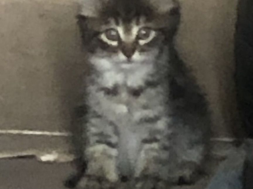 Кошка