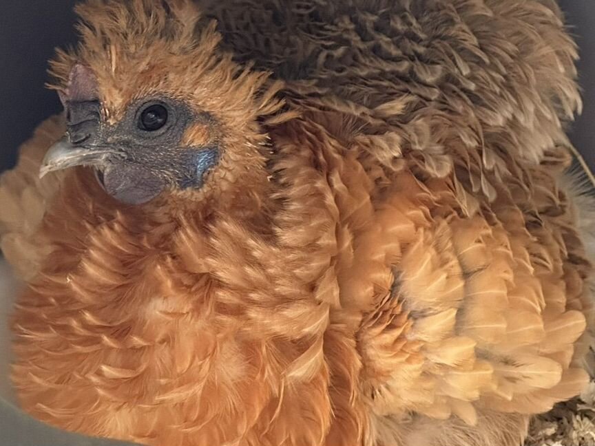 Куры несушки Сизли