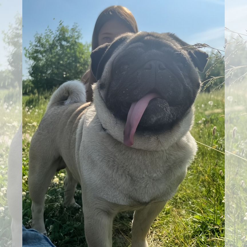 Мопс, взрослый пёс