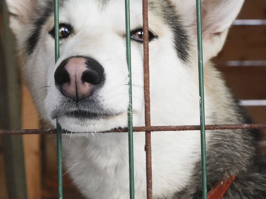 Собака бесплатно