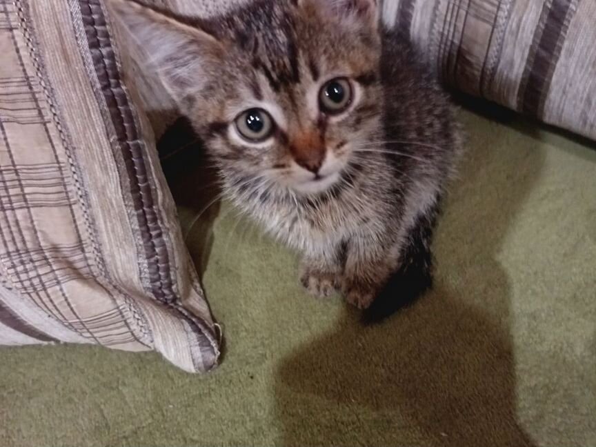 Котёнок мальчик бесплатно, доставка