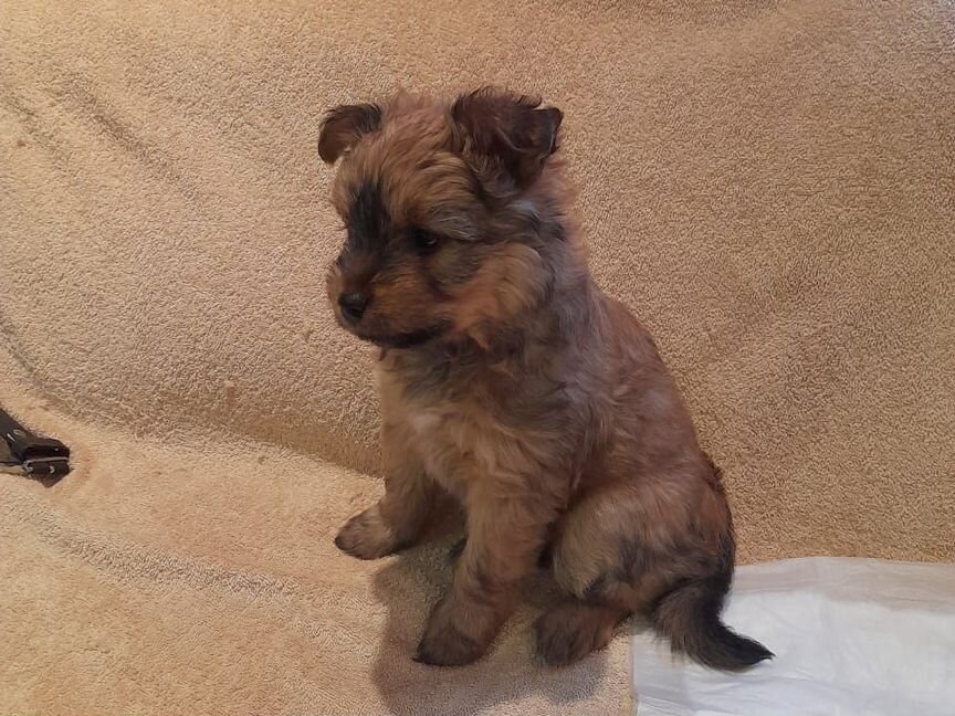 Мальтипу f1 девочка мини