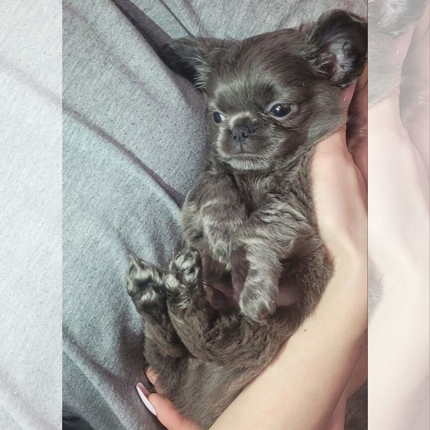 Чихуахуа голубой