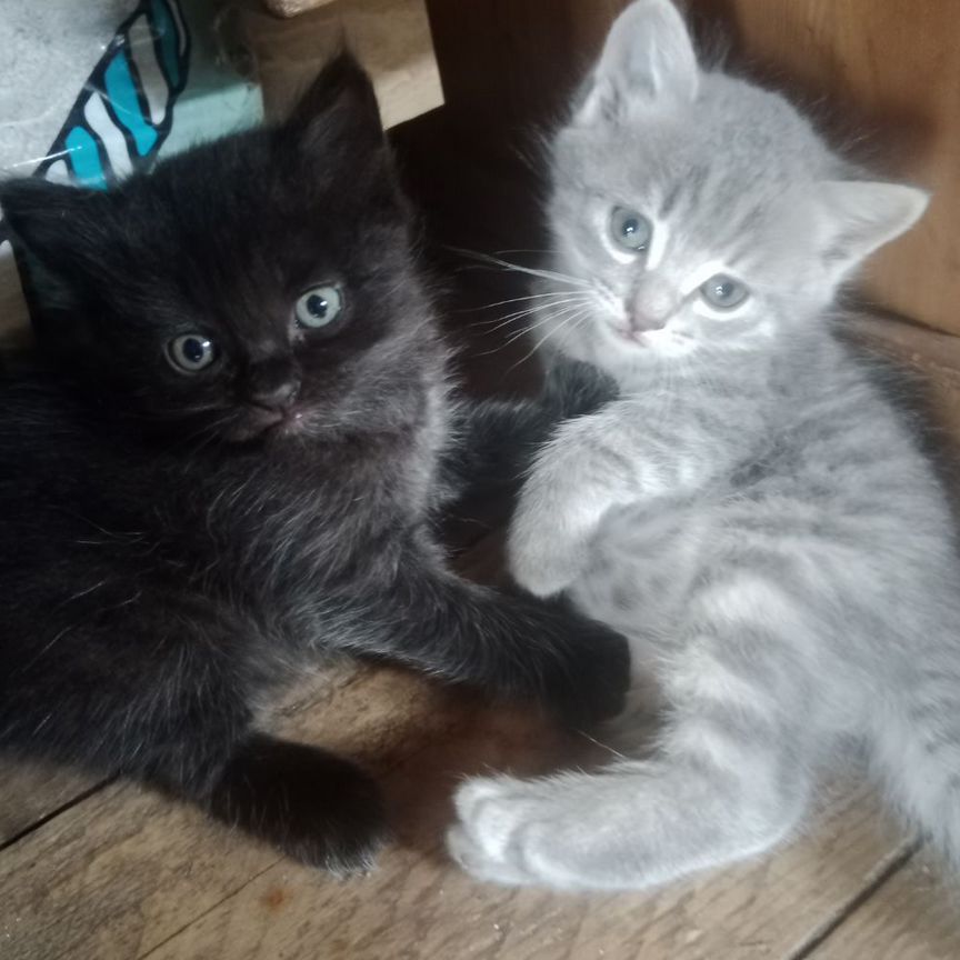 Отдам котят в добрые руки