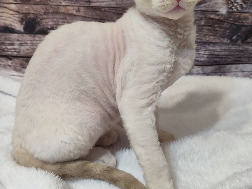 Котята девон-рекс