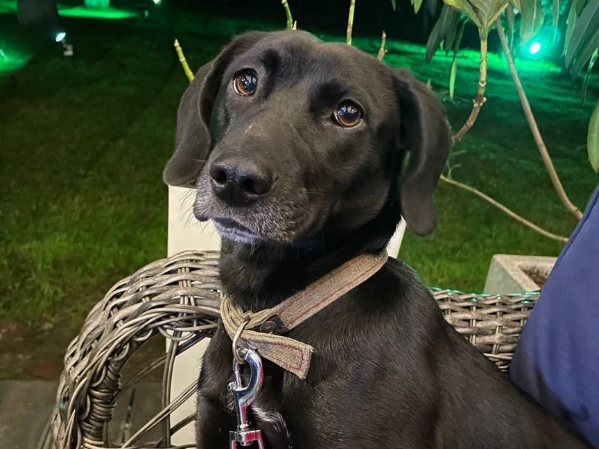 Мальникая собака в добрые руки