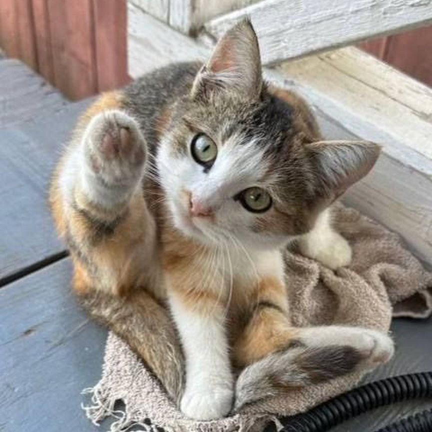 Кошечка в добрые руки