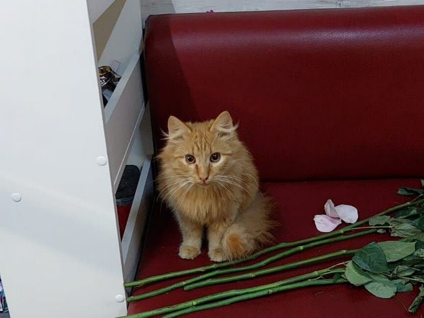 Котята в добрые руки мальчики рыжие