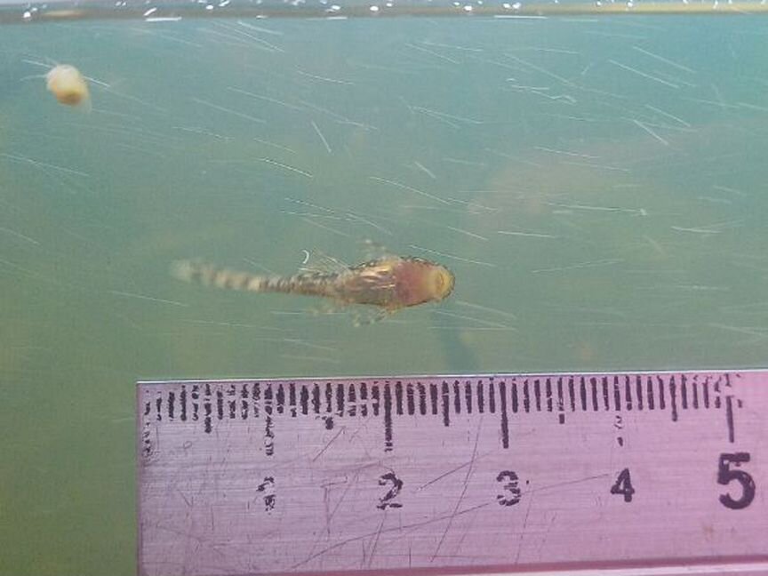 Продам анцитрусов