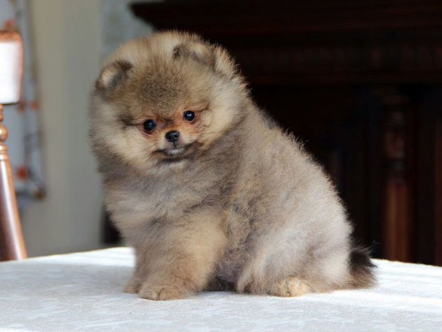 Померанский шпиц мини мишка