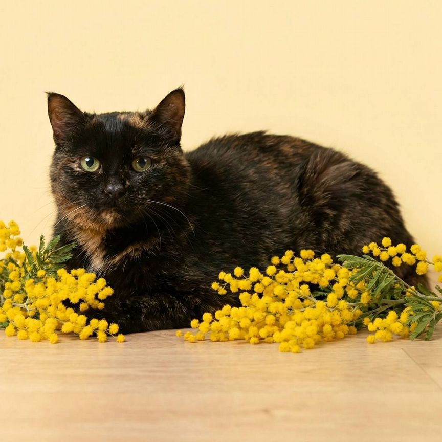 Взрослая, кошка в добрые руки