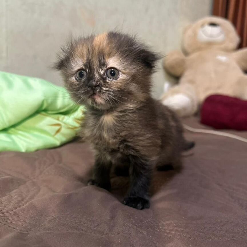 Котята шотландцы