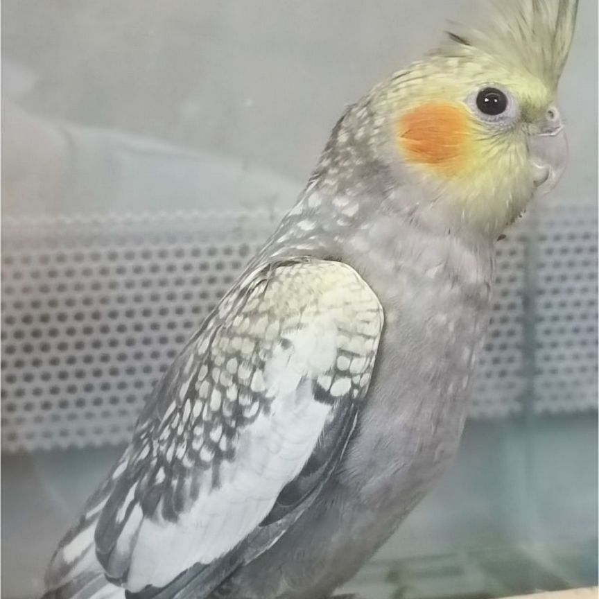 Корелла, Волнистый попугайчик