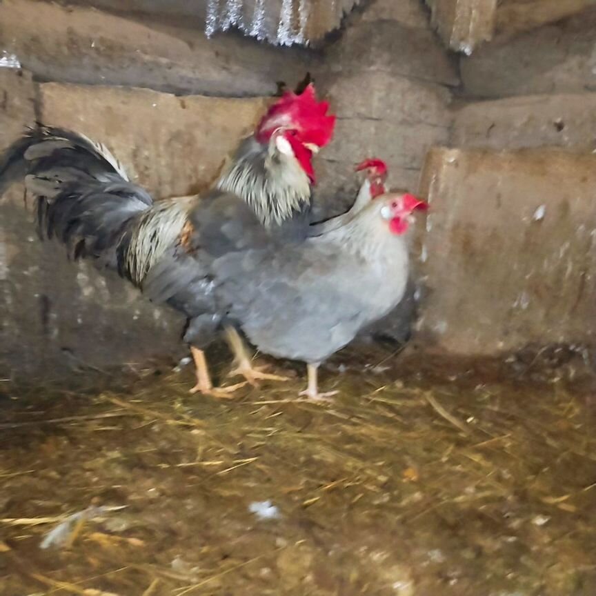 Легорн изабелла 3 1