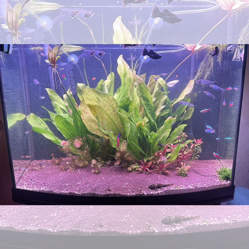 Эхинодорус крупнолистный